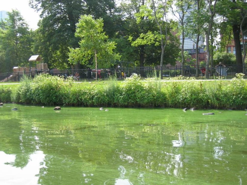 EPA considers new regulations on stormwater pollution in Charles River ...